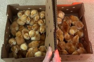 Freedom Rangers™- Baby Chicks For Sale | Cackle Hatchery®