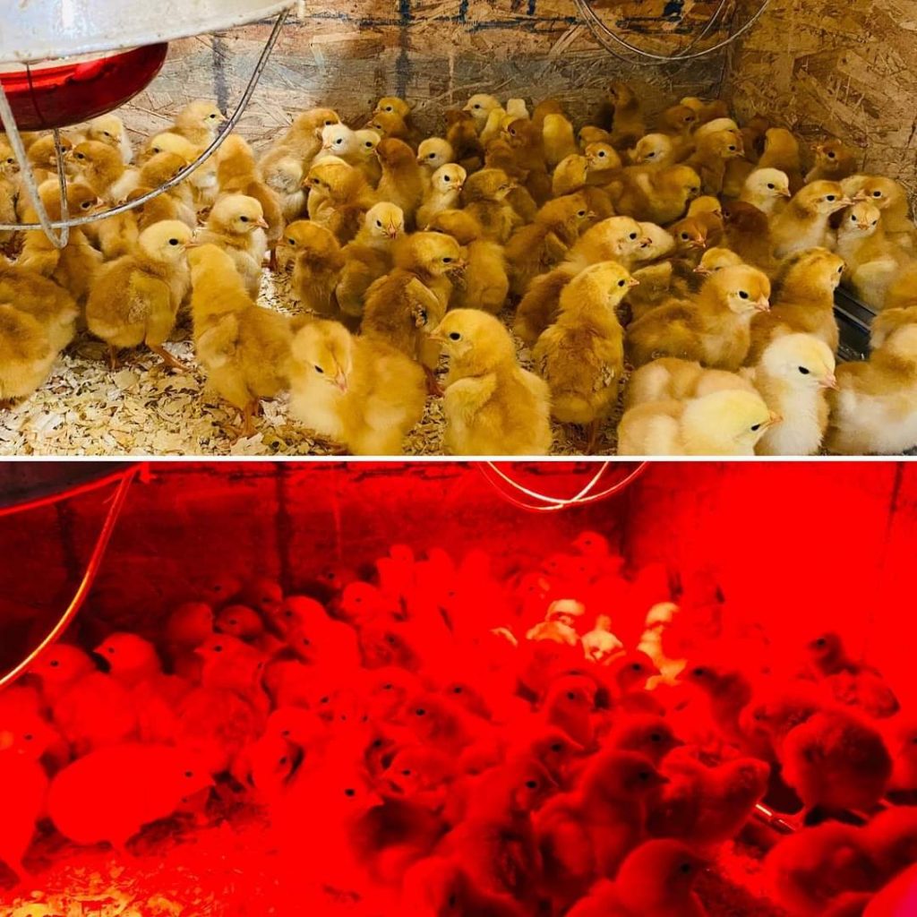 Freedom Rangers™- Baby Chicks For Sale | Cackle Hatchery®