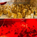 Freedom Rangers™- Baby Chicks For Sale | Cackle Hatchery®