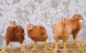 Freedom Rangers™- Baby Chicks For Sale | Cackle Hatchery®