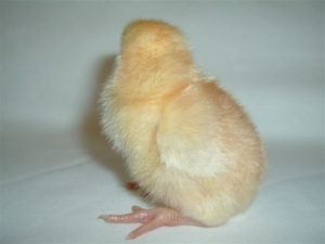 Freedom Rangers™- Baby Chicks For Sale | Cackle Hatchery®