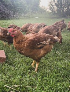 Freedom Rangers™- Baby Chicks For Sale | Cackle Hatchery®