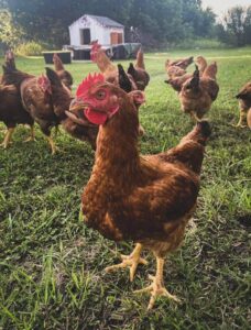 Freedom Rangers™- Baby Chicks For Sale | Cackle Hatchery®