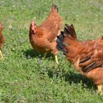 Freedom Rangers™- Baby Chicks For Sale | Cackle Hatchery®