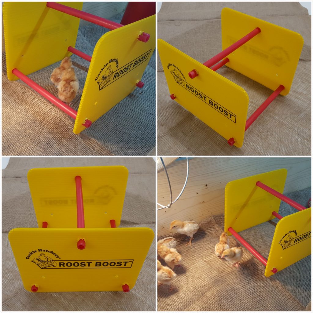 Roost Boost | Cackle Hatchery®