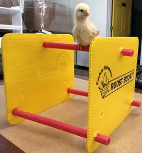Roost Boost | Cackle Hatchery®
