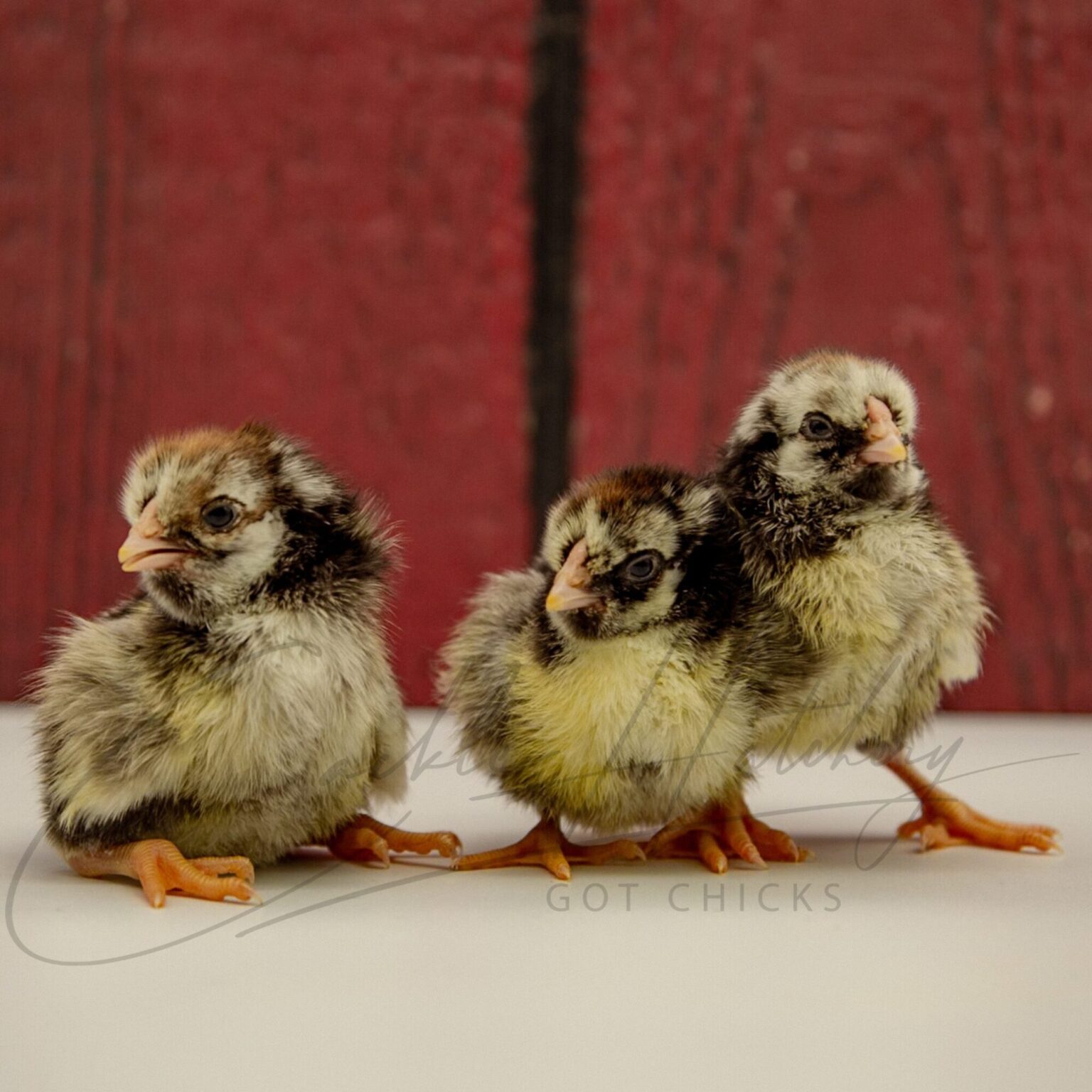 Silver Laced Wyandotte Chicken for Sale (Exhibition Type) | Cackle ...
