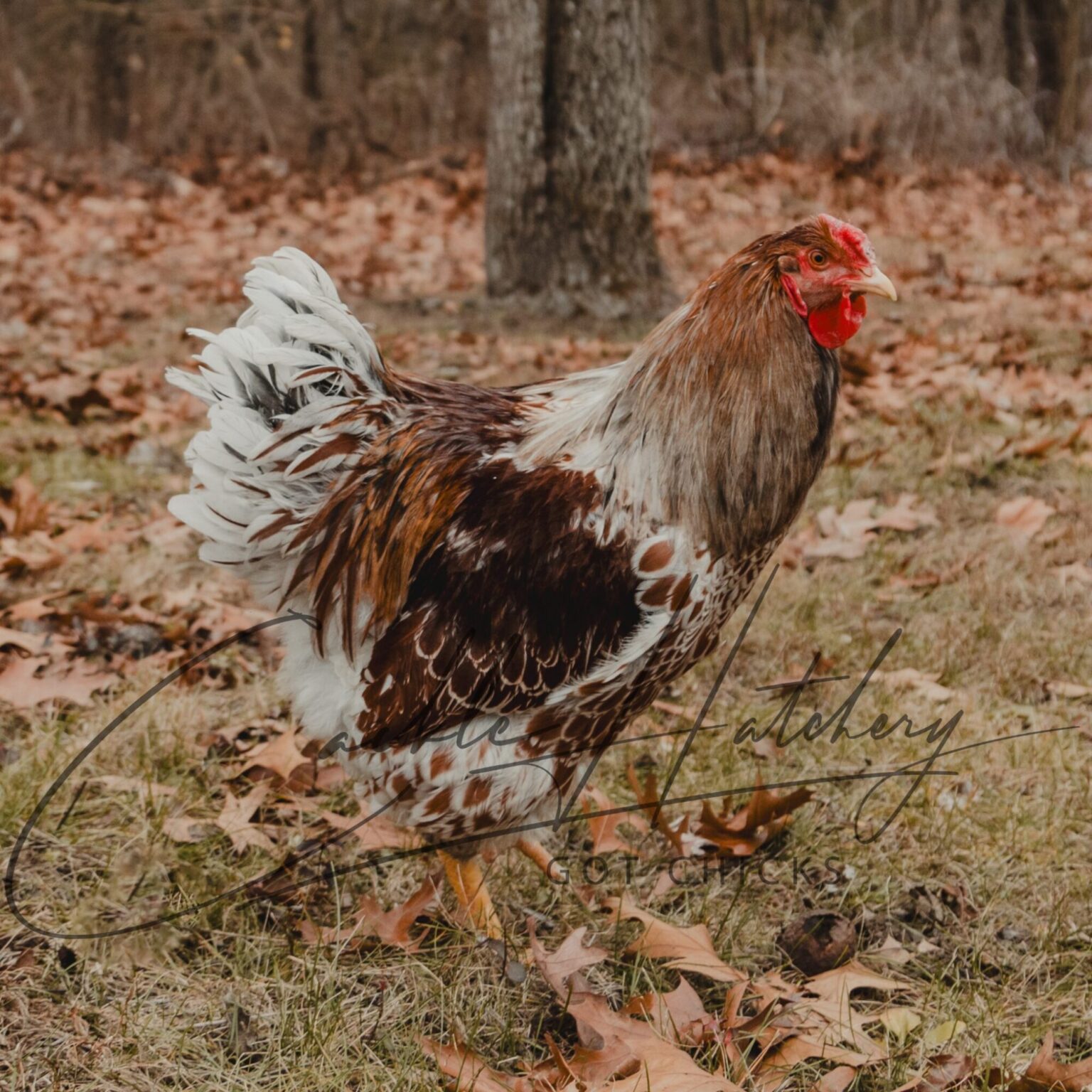 Splash Laced Red Wyandotte Chicken For Sale | Cackle Hatchery®