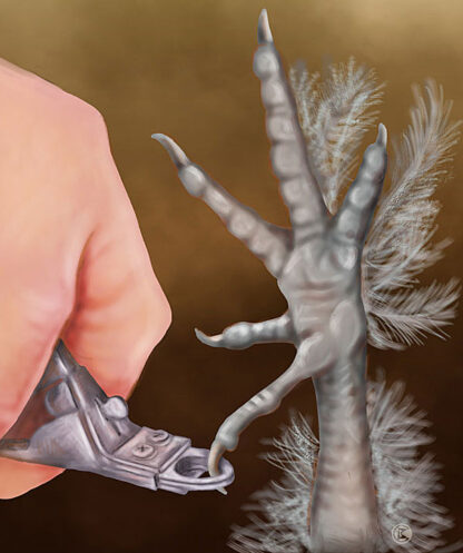 How to Trim a Chicken’s Toenails - Cackle Hatchery