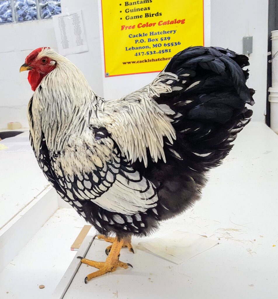 Silver Laced Wyandotte Chicken for Sale (Exhibition Type) | Cackle ...