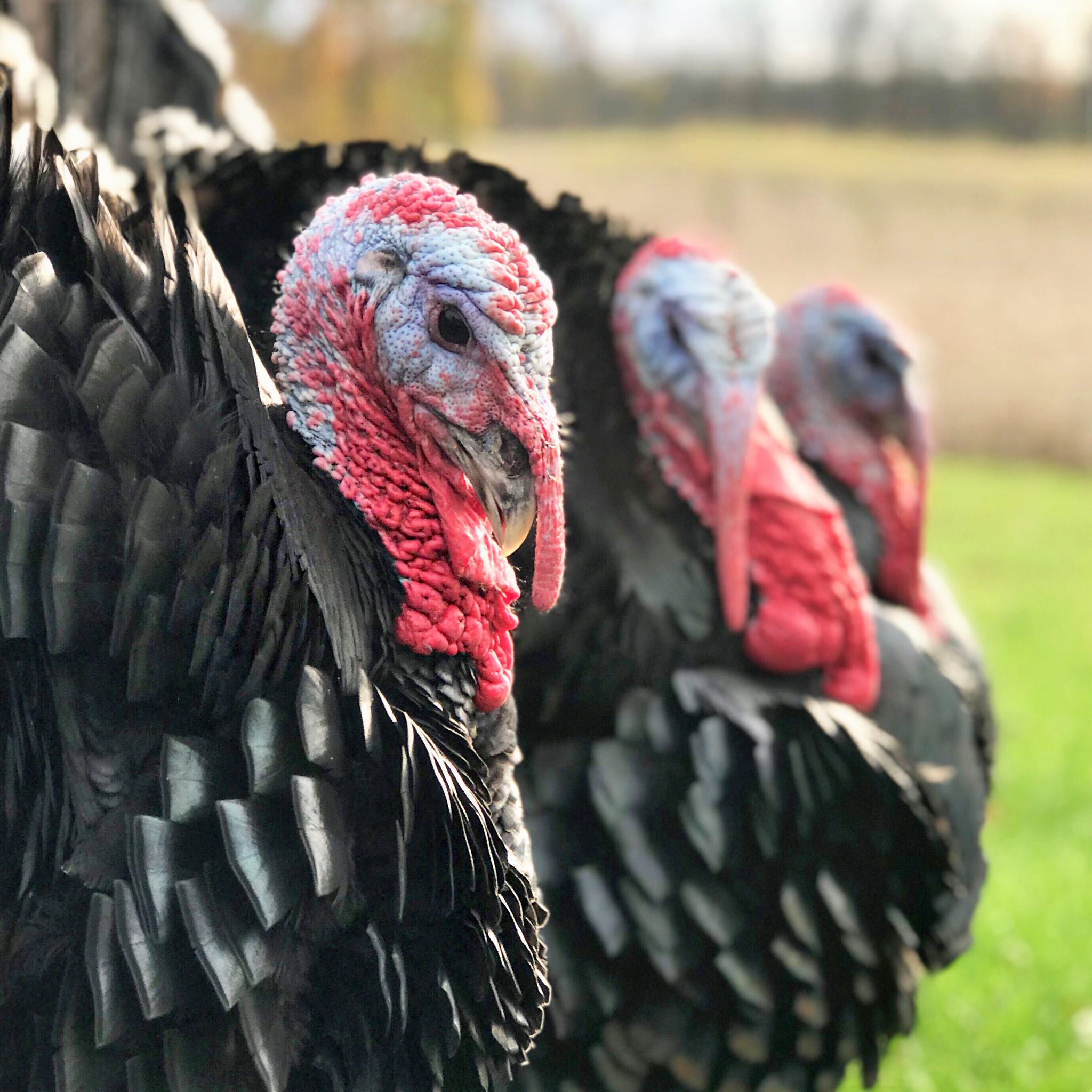 2018 Cackle Hatchery Photo Contest Winners and Runner Ups - Cackle Hatchery