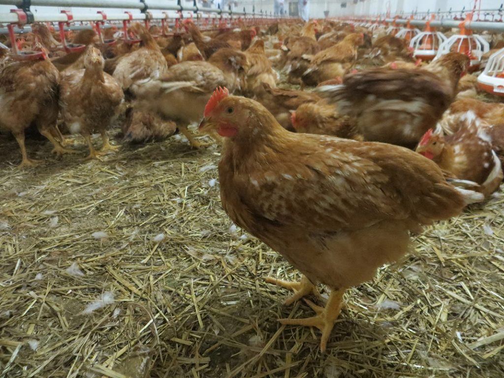 Color Yield - Cackle Hatchery