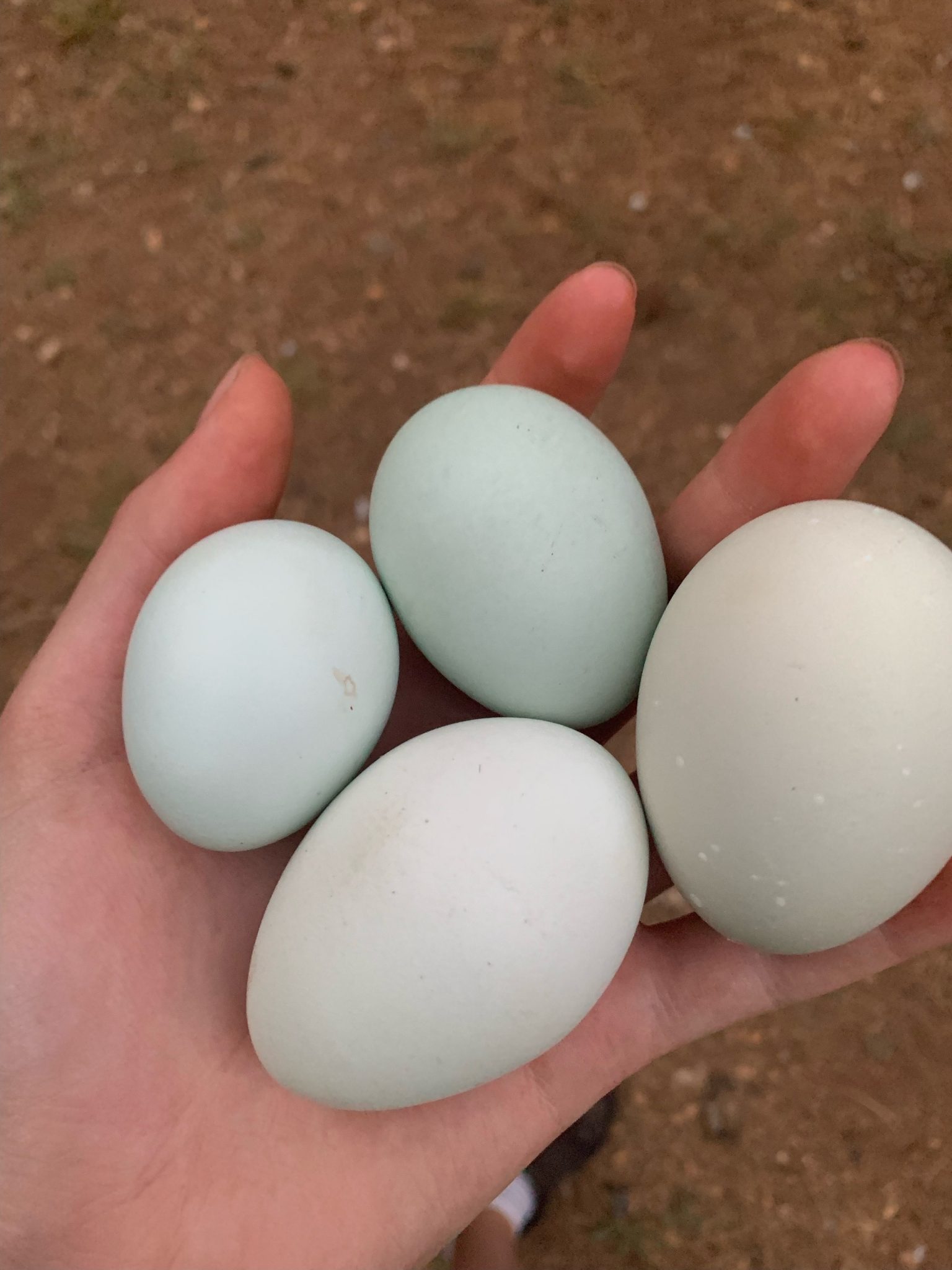 Blue Egger Female Surplus | Cackle Hatchery®