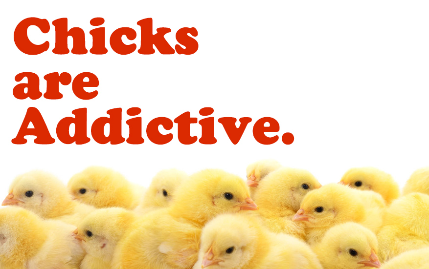 Got Chicks®! Now What? 8 Chicken Facts That Surprise First Time Owners ...
