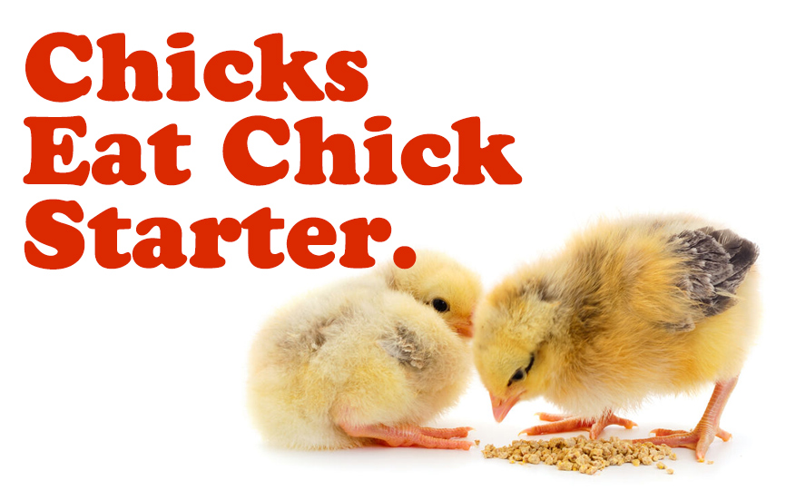 Got Chicks®! Now What? 8 Chicken Facts That Surprise First Time Owners ...