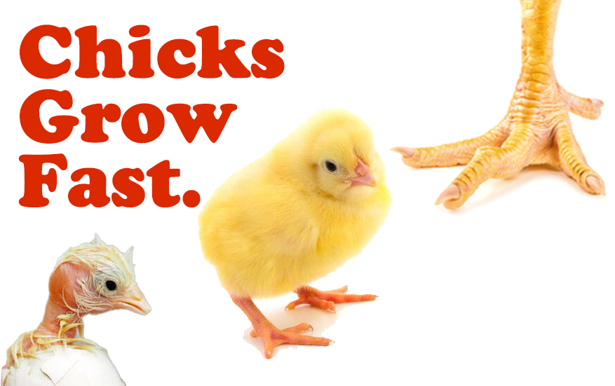 Got Chicks®! Now What? 8 Chicken Facts That Surprise First Time Owners ...