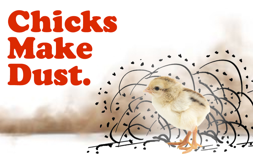 Got Chicks®! Now What? 8 Chicken Facts That Surprise First Time Owners ...