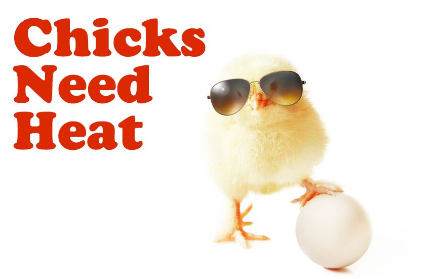 Got Chicks®! Now What? 8 Chicken Facts That Surprise First Time Owners ...