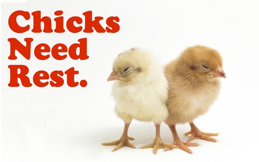 Got Chicks®! Now What? 8 Chicken Facts That Surprise First Time Owners ...