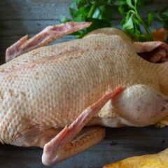 Blog about Chickens Poultry Hatching & Shipping Since 1936