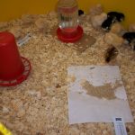 Baby Chick Care Instructions from Cackle Hatchery