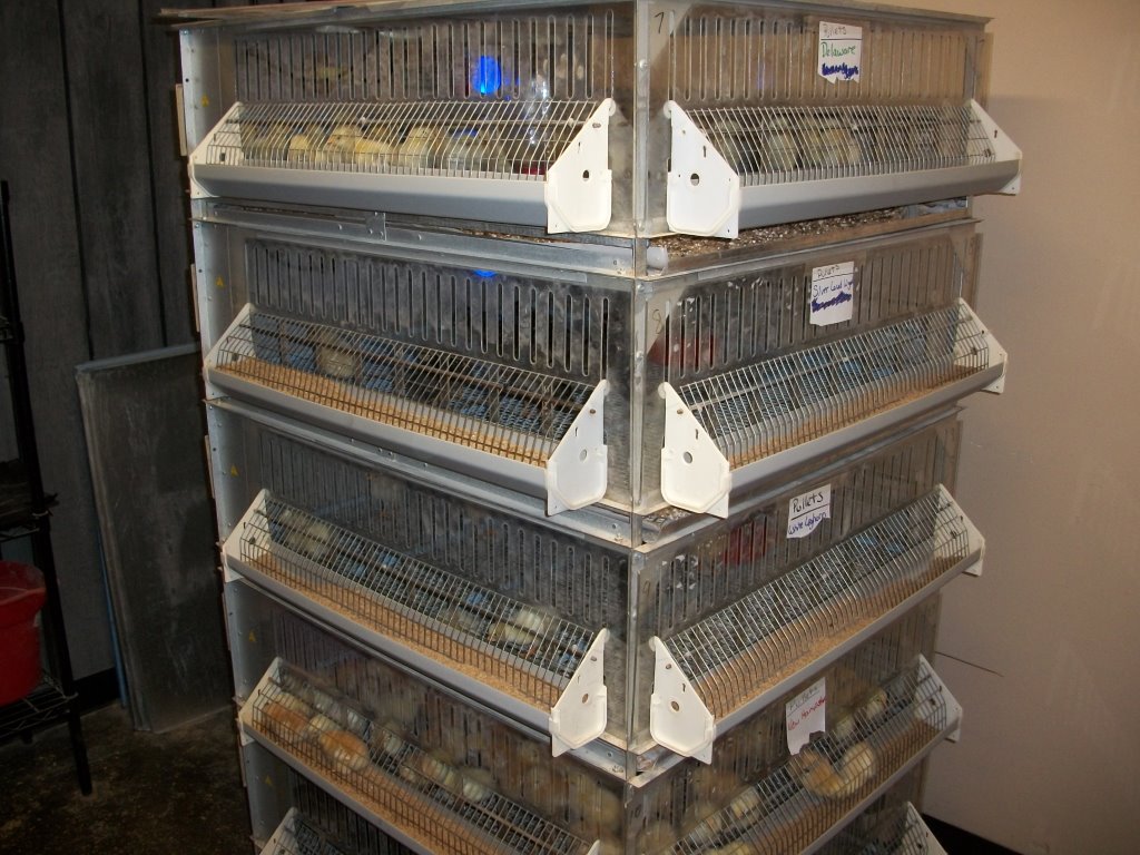 Baby Chick Care Instructions from Cackle Hatchery