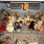 Baby Chick Care Instructions from Cackle Hatchery