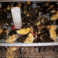 Baby Chick Care Instructions from Cackle Hatchery