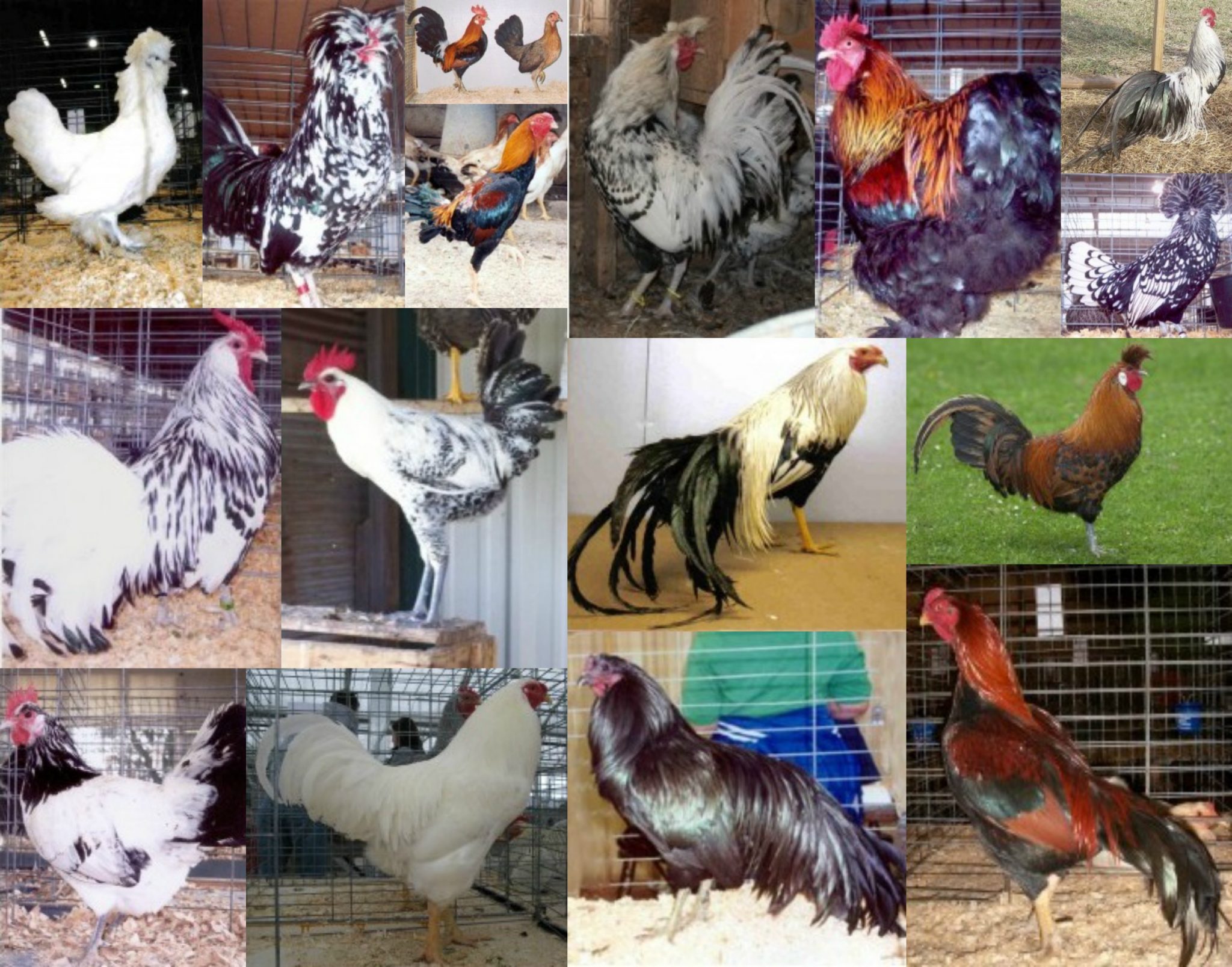 Baby Chicks For Sale | Egg Laying & Meat Chickens | Cackle Hatchery