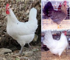 Baby Chicks For Sale | Egg Laying & Meat Chickens | Cackle Hatchery