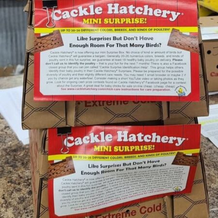 Mini Cackle Surprise - Baby Chicks for Sale | Cackle Hatchery