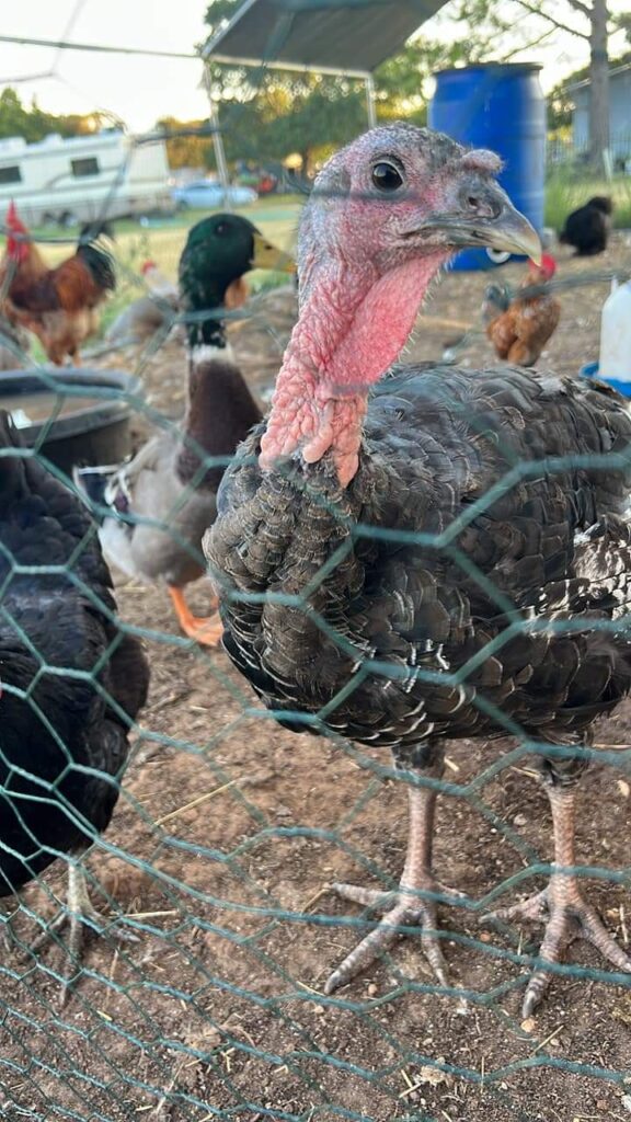 Mini Cackle Surprise - Baby Chicks for Sale | Cackle Hatchery