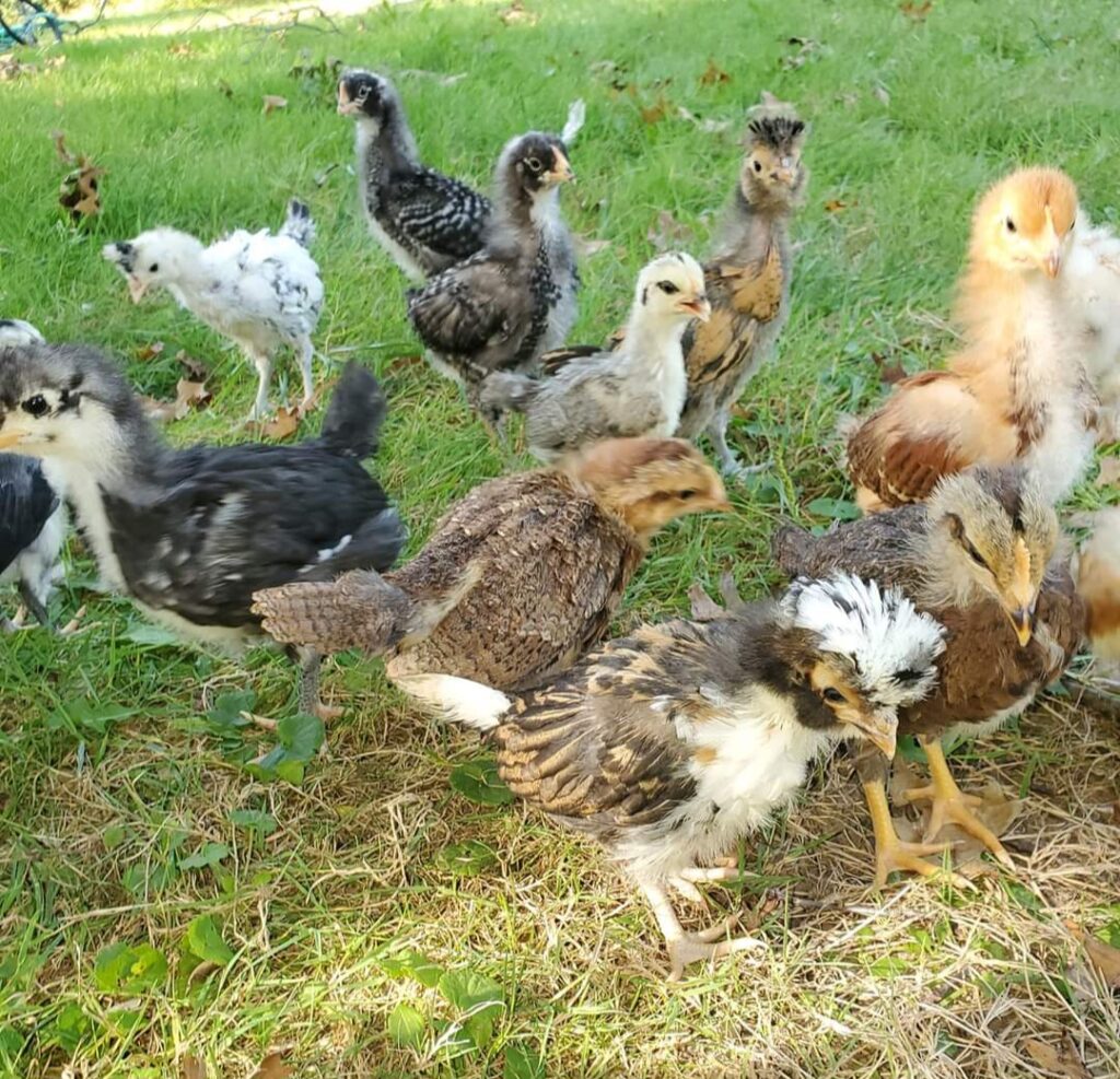 Mini Cackle Surprise - Baby Chicks for Sale | Cackle Hatchery