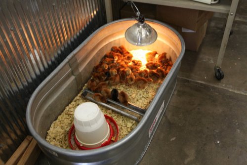Baby Chick Care Instructions from Cackle Hatchery