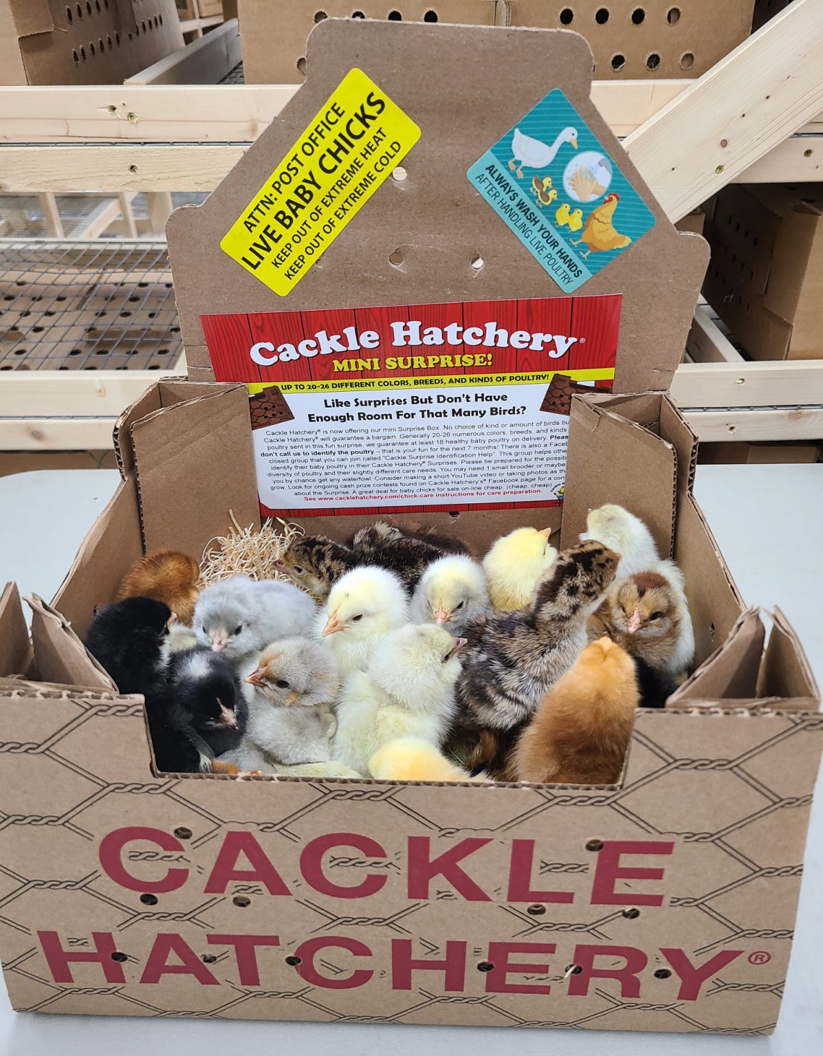 Mini Cackle Surprise - Baby Chicks for Sale | Cackle Hatchery