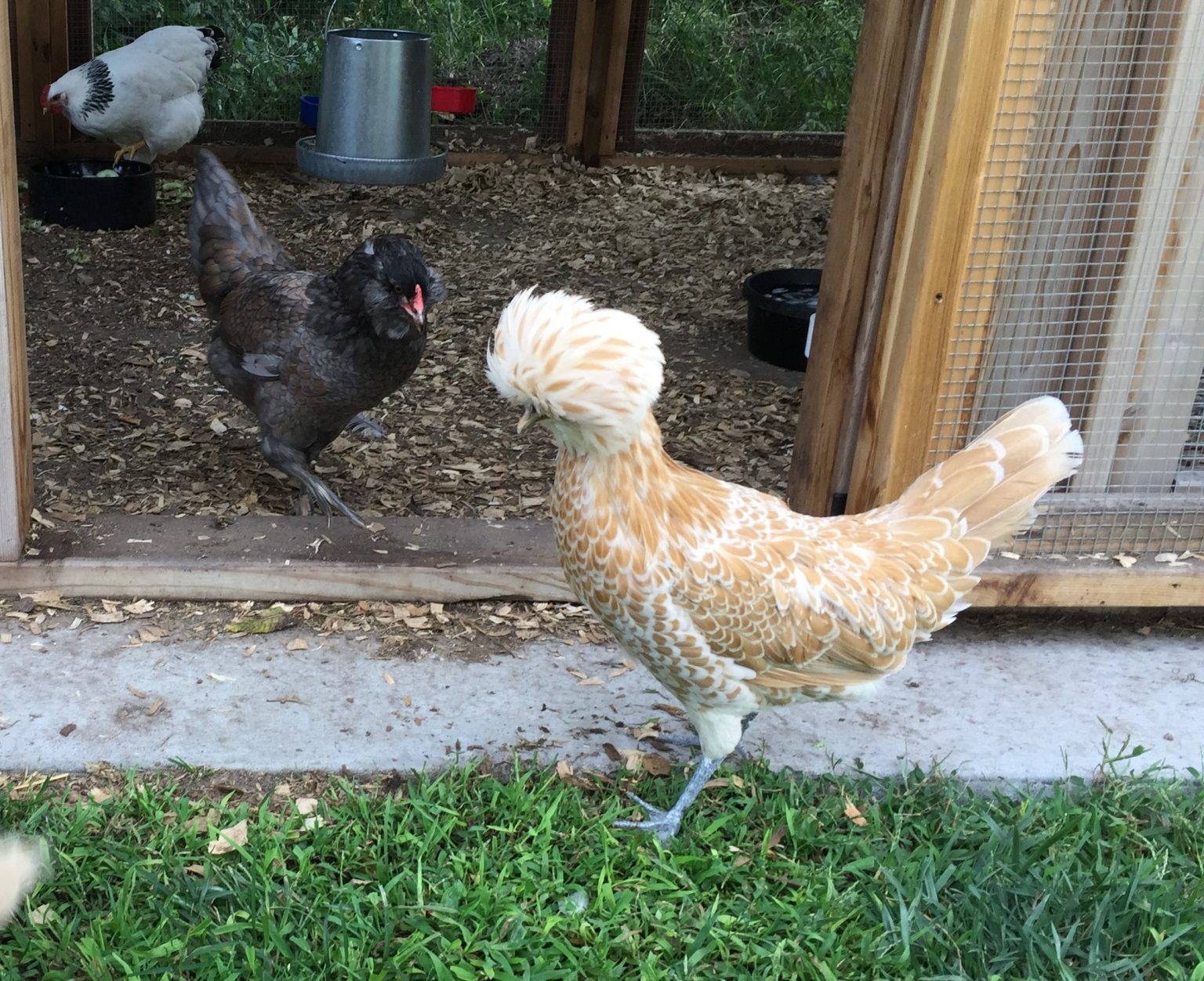 Mini Cackle Surprise - Baby Chicks for Sale | Cackle Hatchery