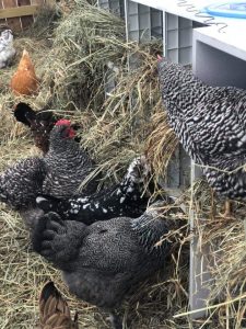 Mini Cackle Surprise - Baby Chicks for Sale | Cackle Hatchery