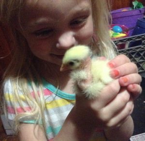 Mini Cackle Surprise - Baby Chicks for Sale | Cackle Hatchery