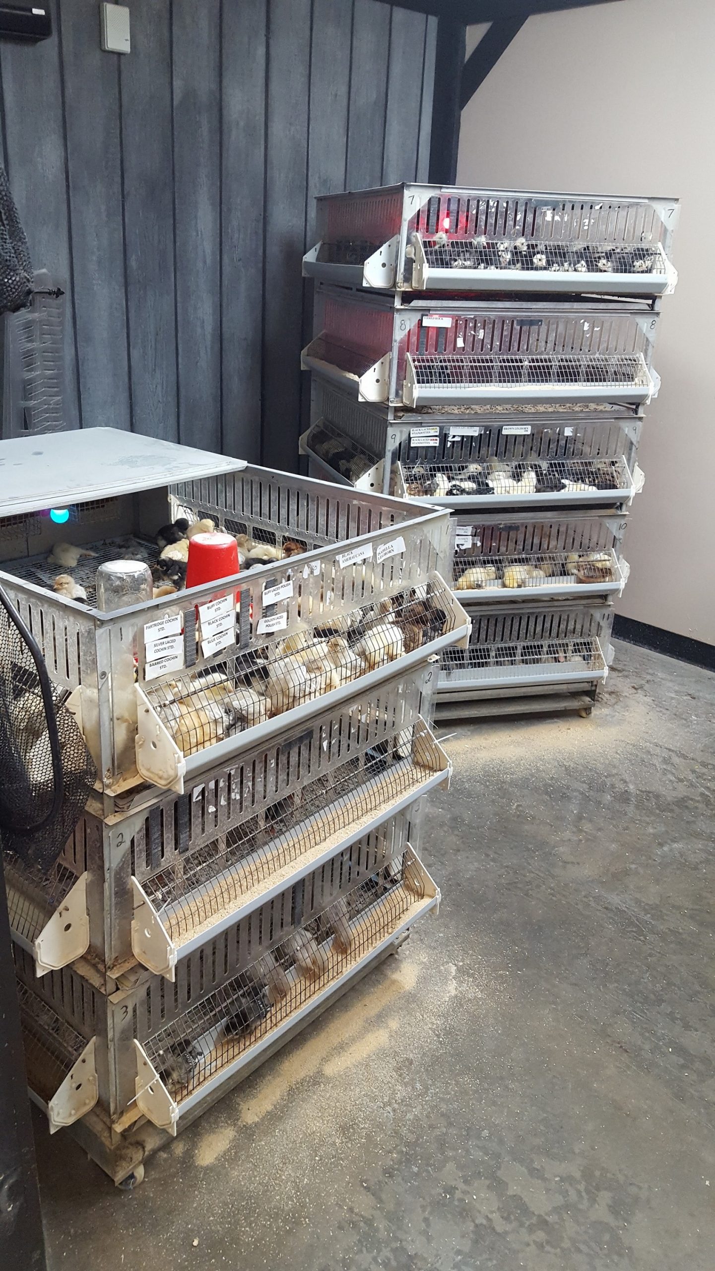 Wholesale Chicken Inquiries at Cackle Hatchery