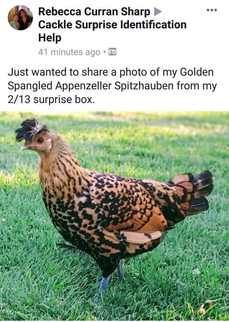 Mini Cackle Surprise - Baby Chicks for Sale | Cackle Hatchery