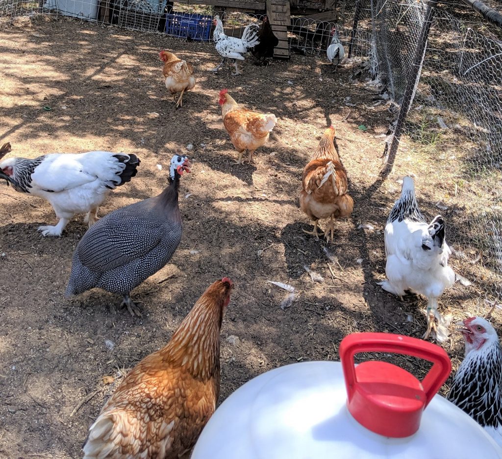 Mini Cackle Surprise - Baby Chicks for Sale | Cackle Hatchery