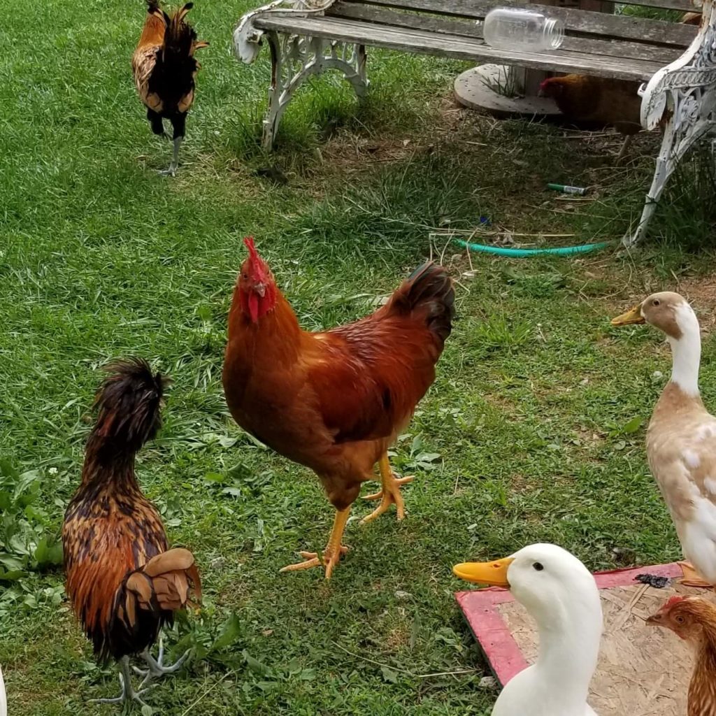 Mini Cackle Surprise - Baby Chicks for Sale | Cackle Hatchery