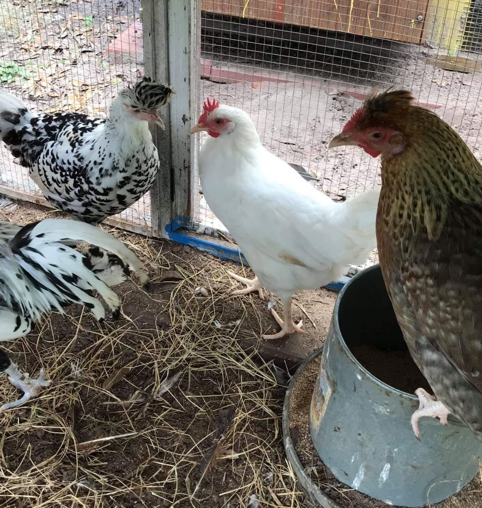 Mini Cackle Surprise - Baby Chicks for Sale | Cackle Hatchery