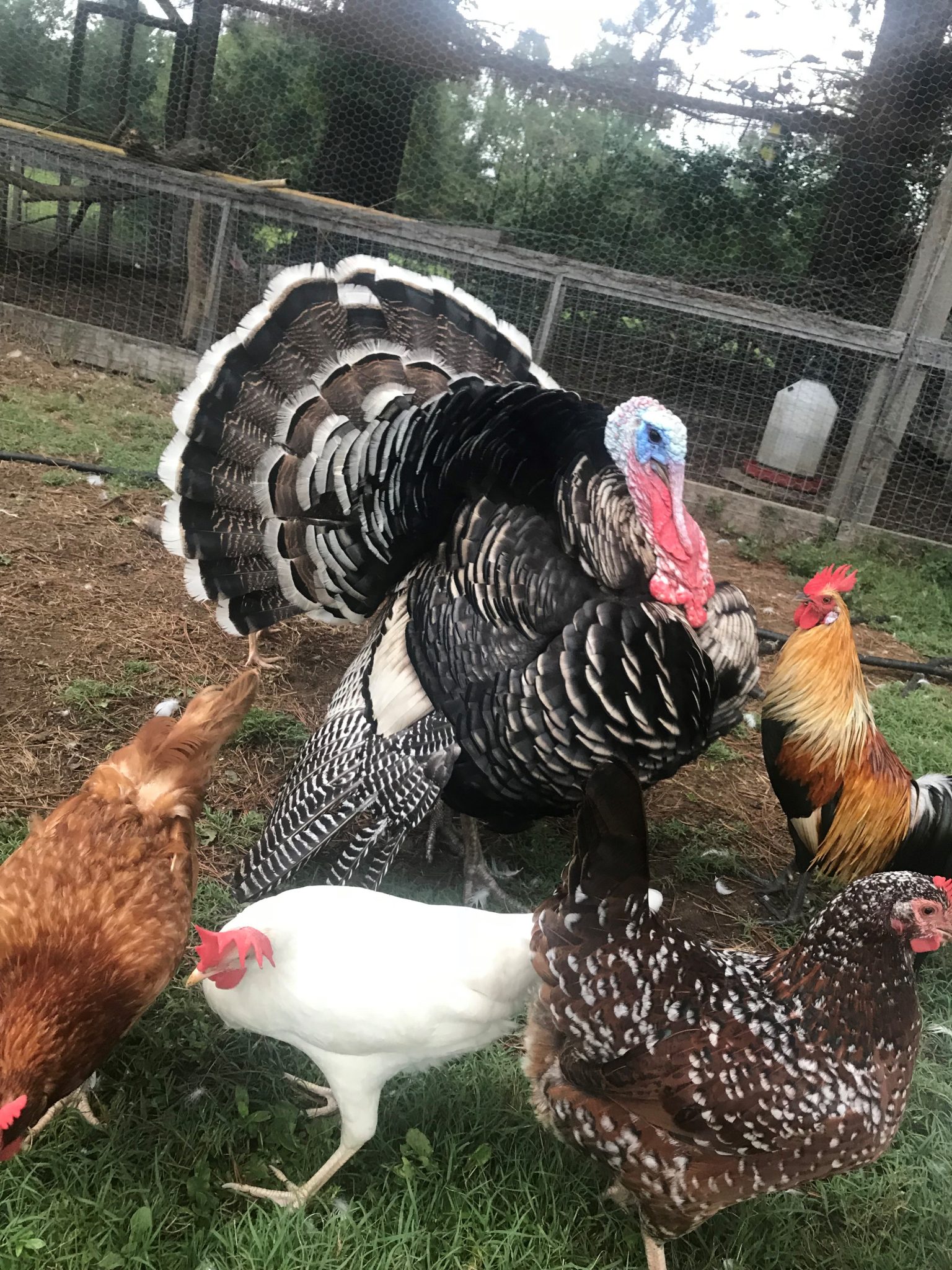 Mini Cackle Surprise - Baby Chicks for Sale | Cackle Hatchery