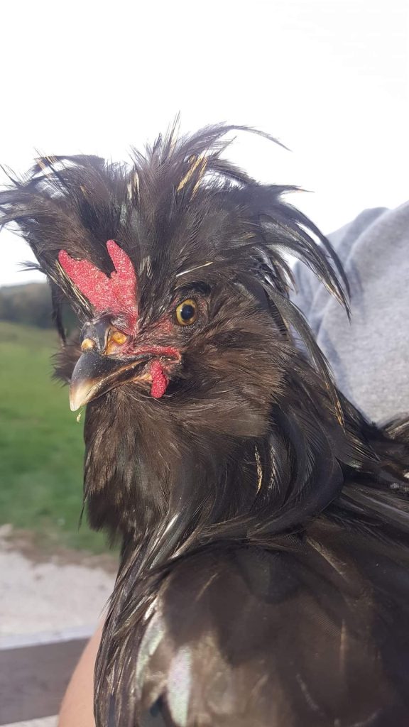 Crazy Cackle Toppies - Cackle Hatchery