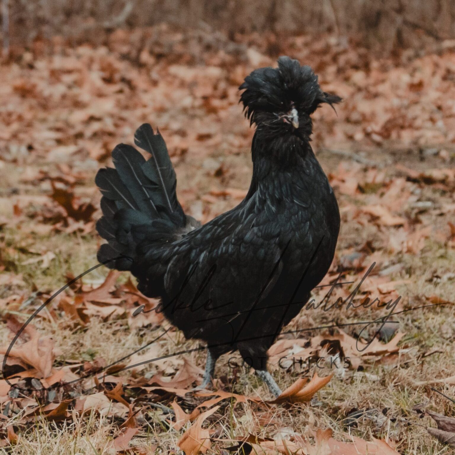 Crazy Cackle Toppies Chicks | Cackle Hatchery®