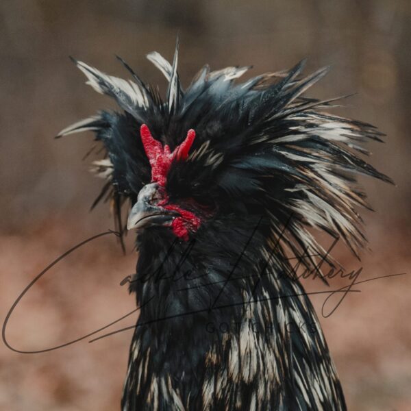 Crazy Cackle Toppies Chicks | Cackle Hatchery®