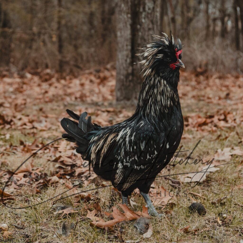 Crazy Cackle Toppies - Cackle Hatchery
