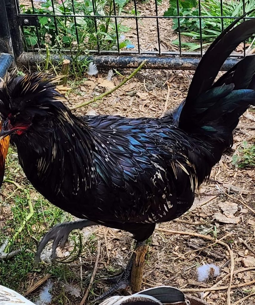 Crazy Cackle Toppies Chicks | Cackle Hatchery®