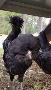 Crazy Cackle Toppies Chicks | Cackle Hatchery®